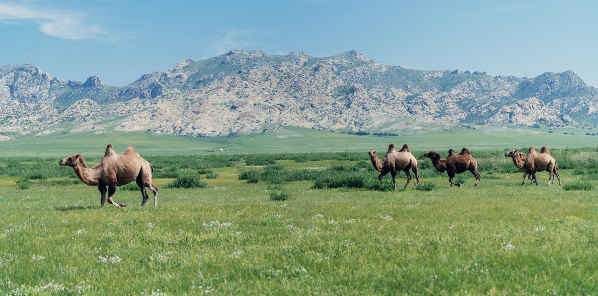 Features - Gobi March | RacingThePlanet